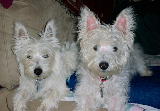 Westie Mix Breeds Westie Mix Breeds