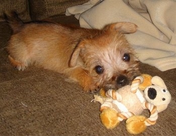 Carkie Dog Breed Information and Pictures