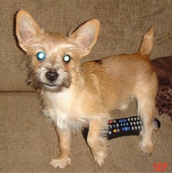 Carkie Dog Breed Information and Pictures