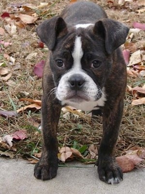English Boston-Bulldog Dog Breed Information and Pictures, Boston ...