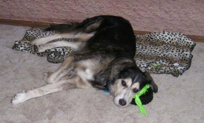 Goberian Dog Breed Information and Pictures