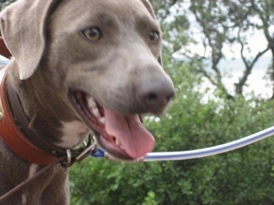 American Blue Lacy Dog Breed Information and Pictures