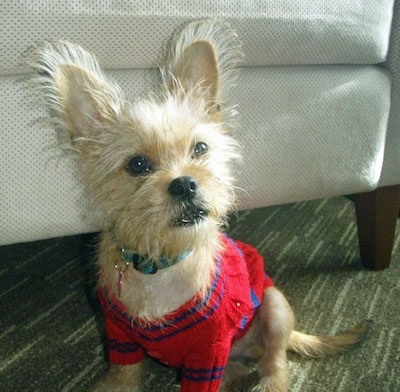 Papigriffon Dog Breed Information and Pictures