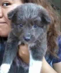 Imo-Inu Dog Breed Information and Pictures