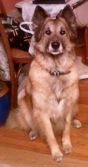 List Of Belgian Tervueren Mix Breed Dogs